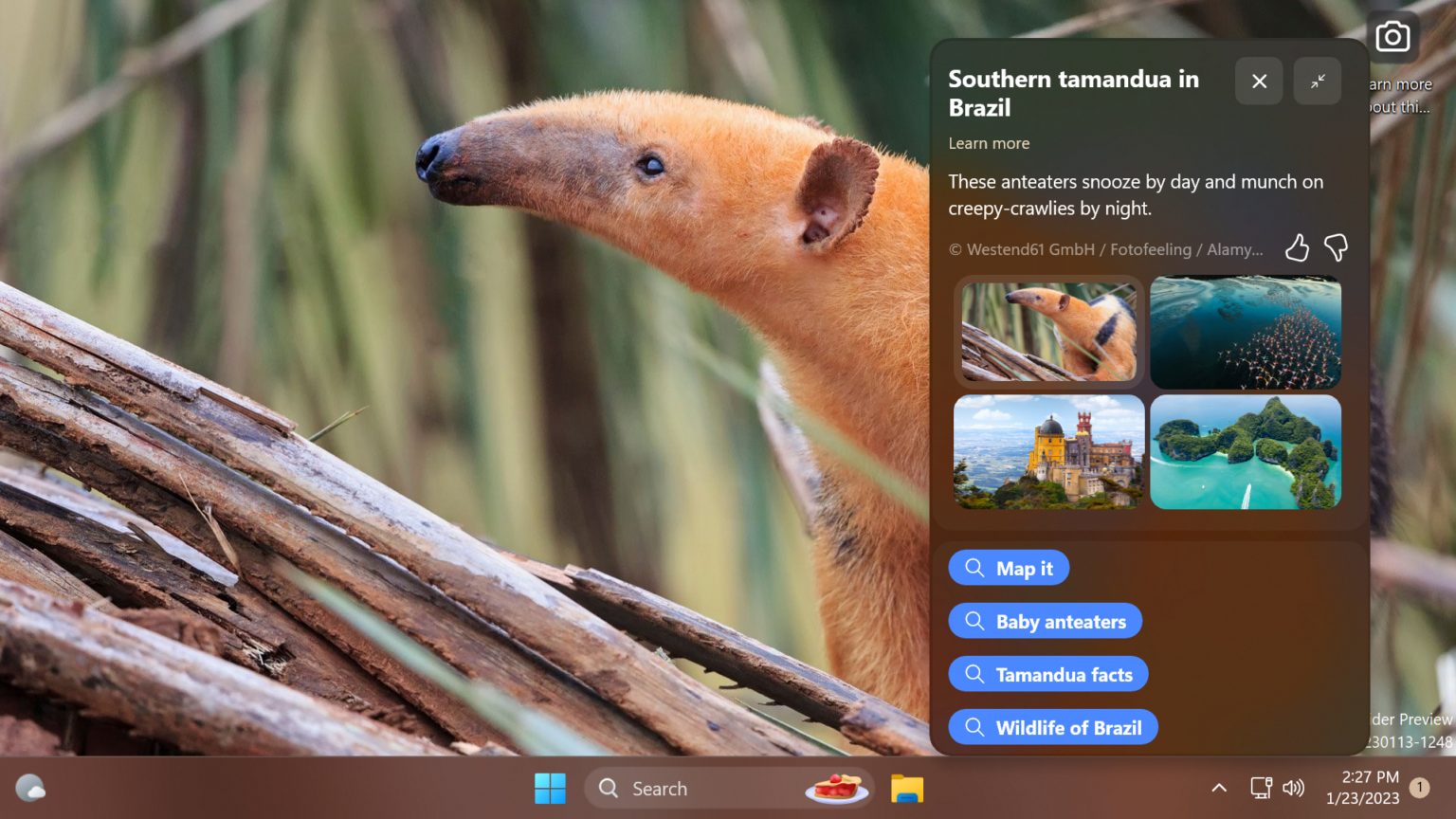 How to Enable New Spotlight UI with 3 Variants in Windows 11 25281 ...
