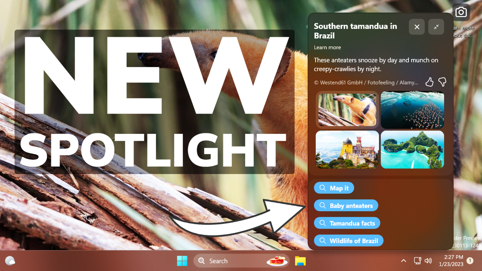 How to Enable New Spotlight UI with 3 Variants in Windows 11 25281 ...